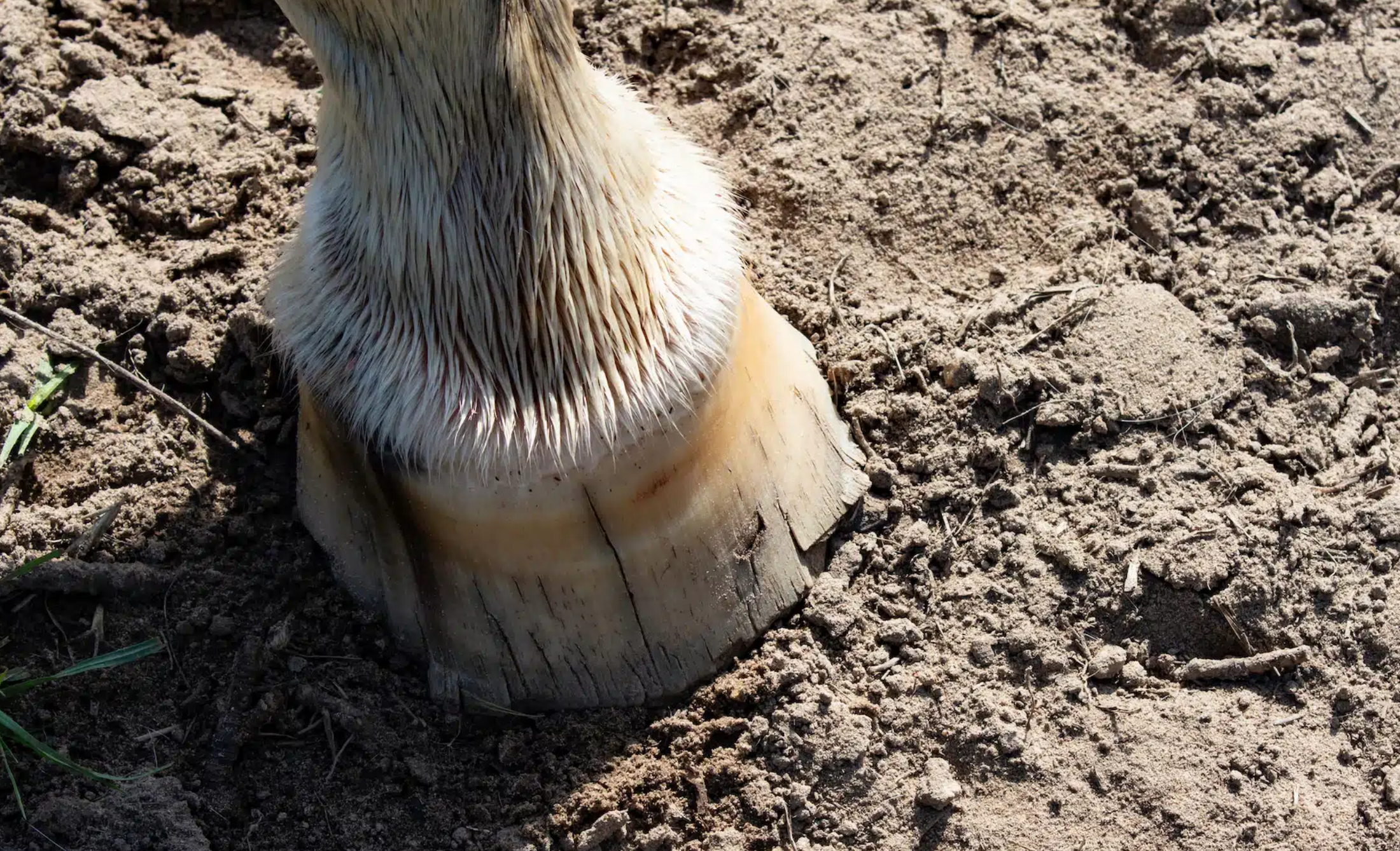 Traiter une seime : Comment bien s’y prendre ? – Cavalier Propriétaire